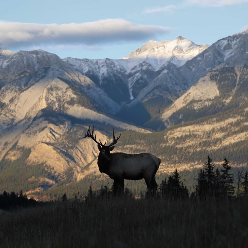 elk-viewing-tour - Jefferson Tours and Charters