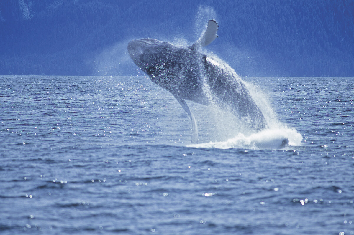 Whale-Breach - Jefferson Tours and Charters
